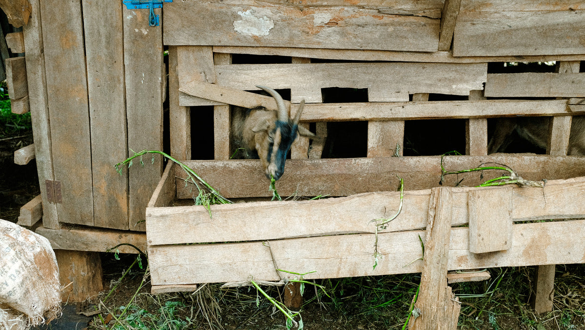 Kenyan Coffee: A New Chapter for a Beloved Origin — Father Carpenter